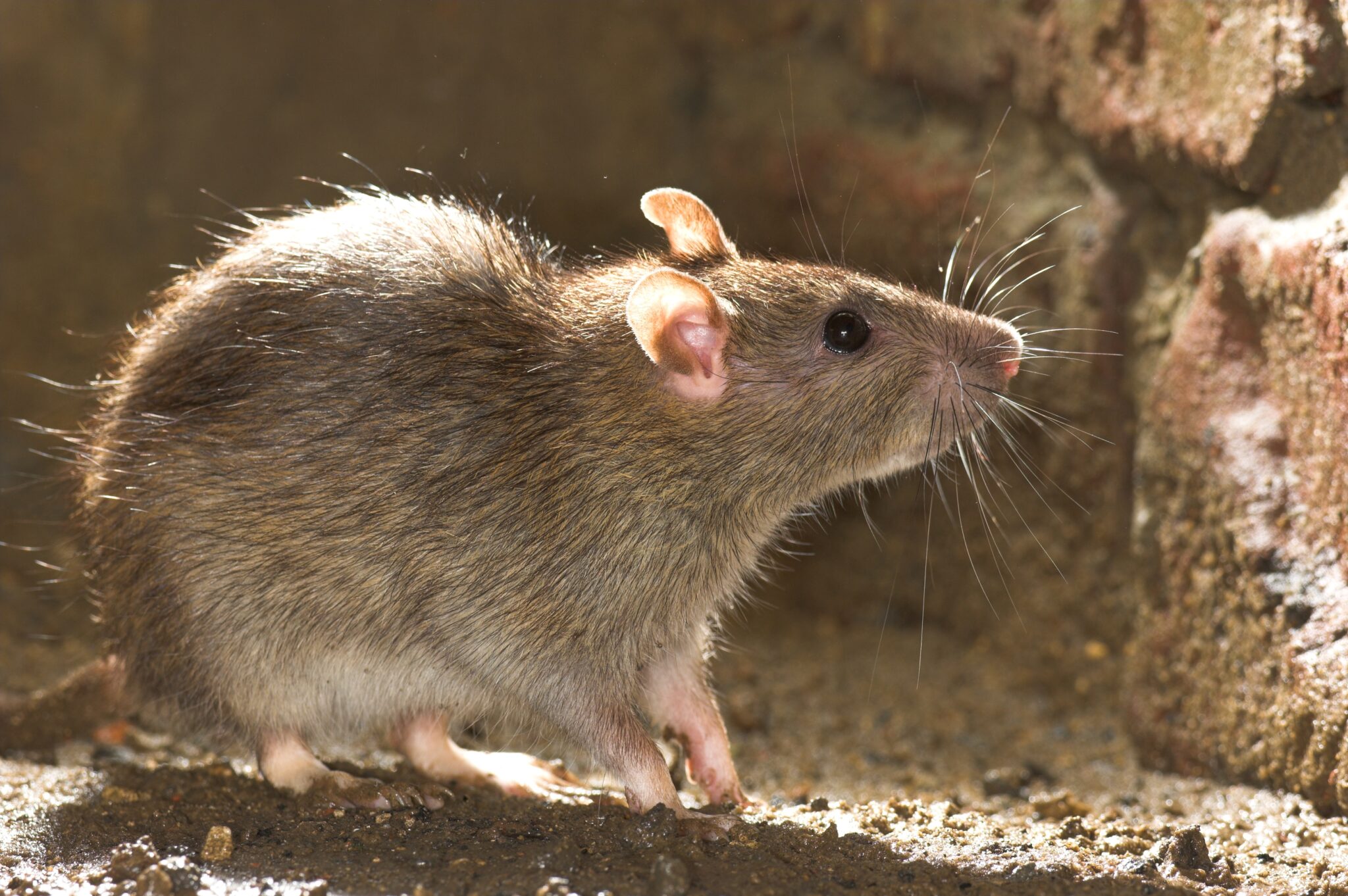 Ratten – ExotenNet