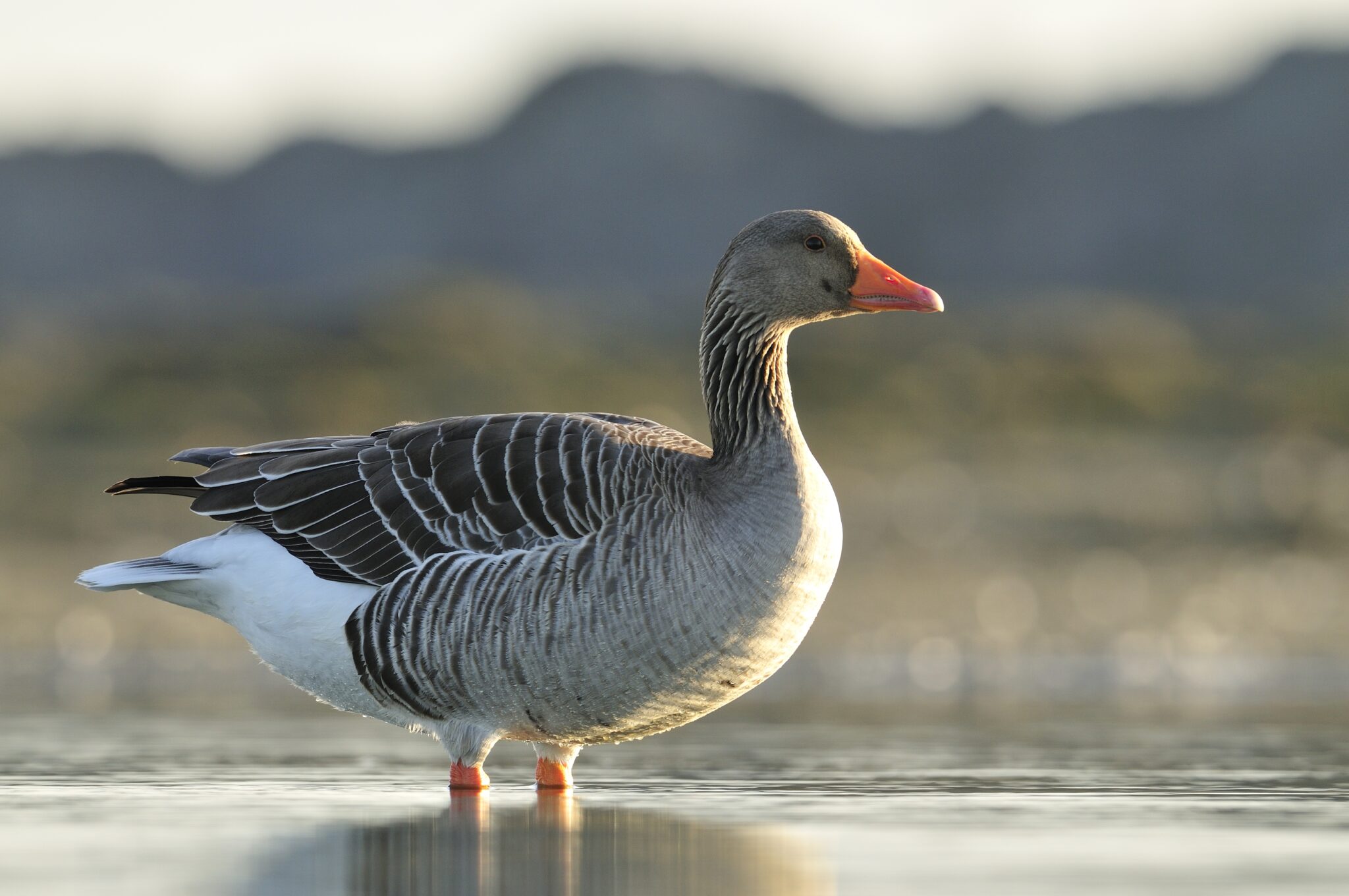 Dierlijke exoten – ExotenNet